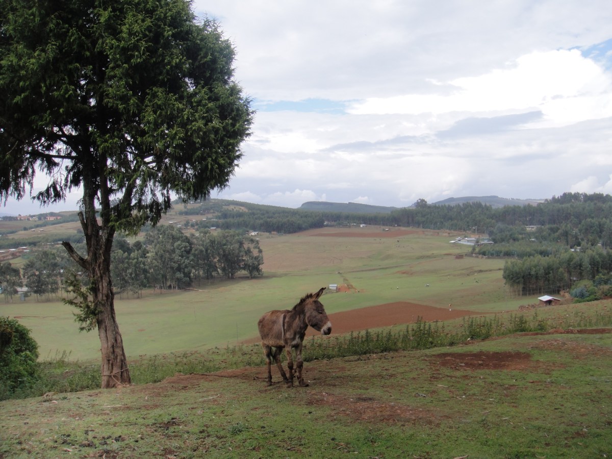 The Entoto Mountains And The Tree Plantations Of Ethiopia | The Velvet ...