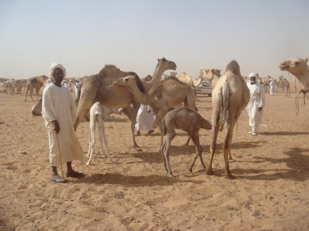 Sudan’s Omdurman Camel Market | The Velvet Rocket