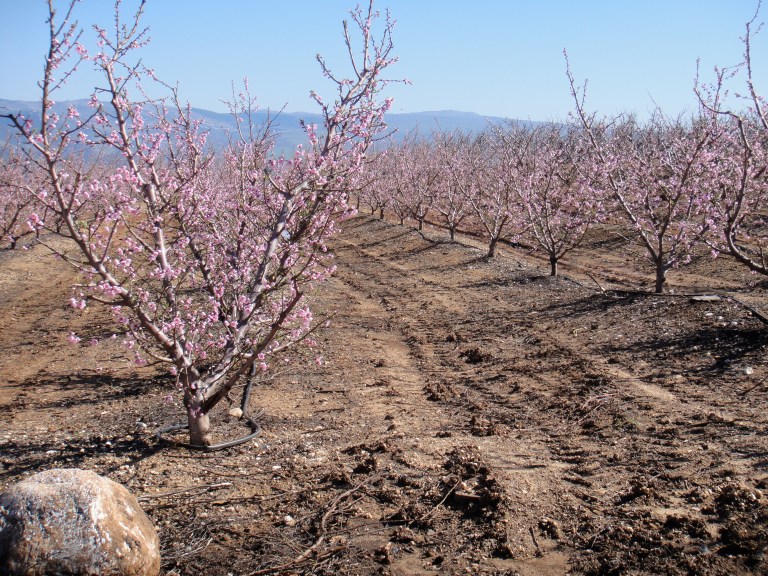 Metula, Israel | The Velvet Rocket