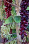 The Grapes Of Turpan | The Velvet Rocket