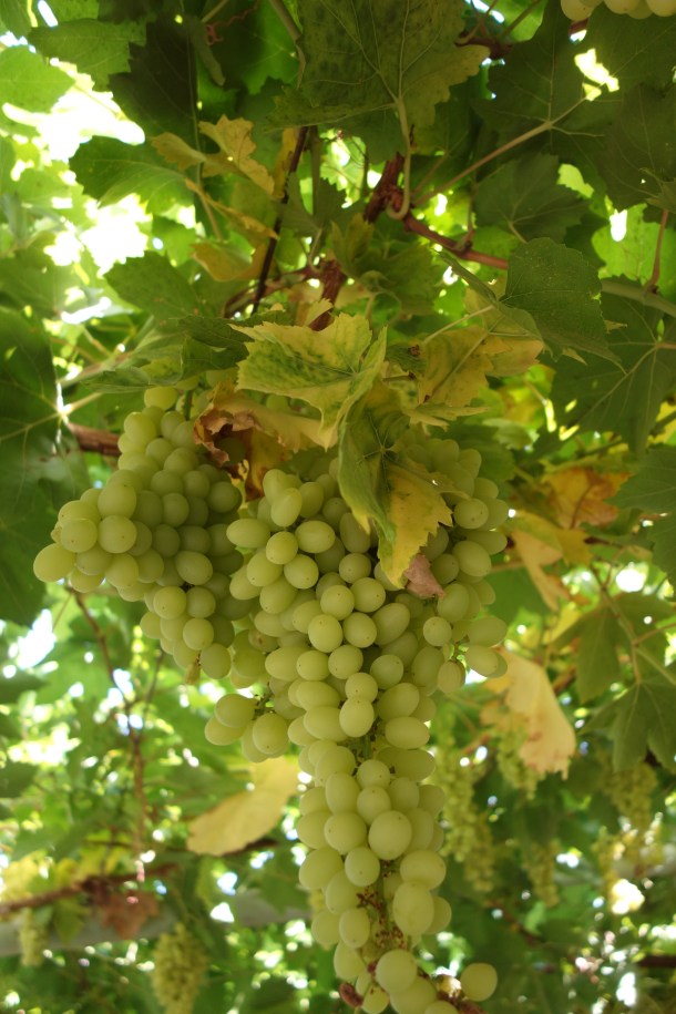 The Grapes Of Turpan | The Velvet Rocket