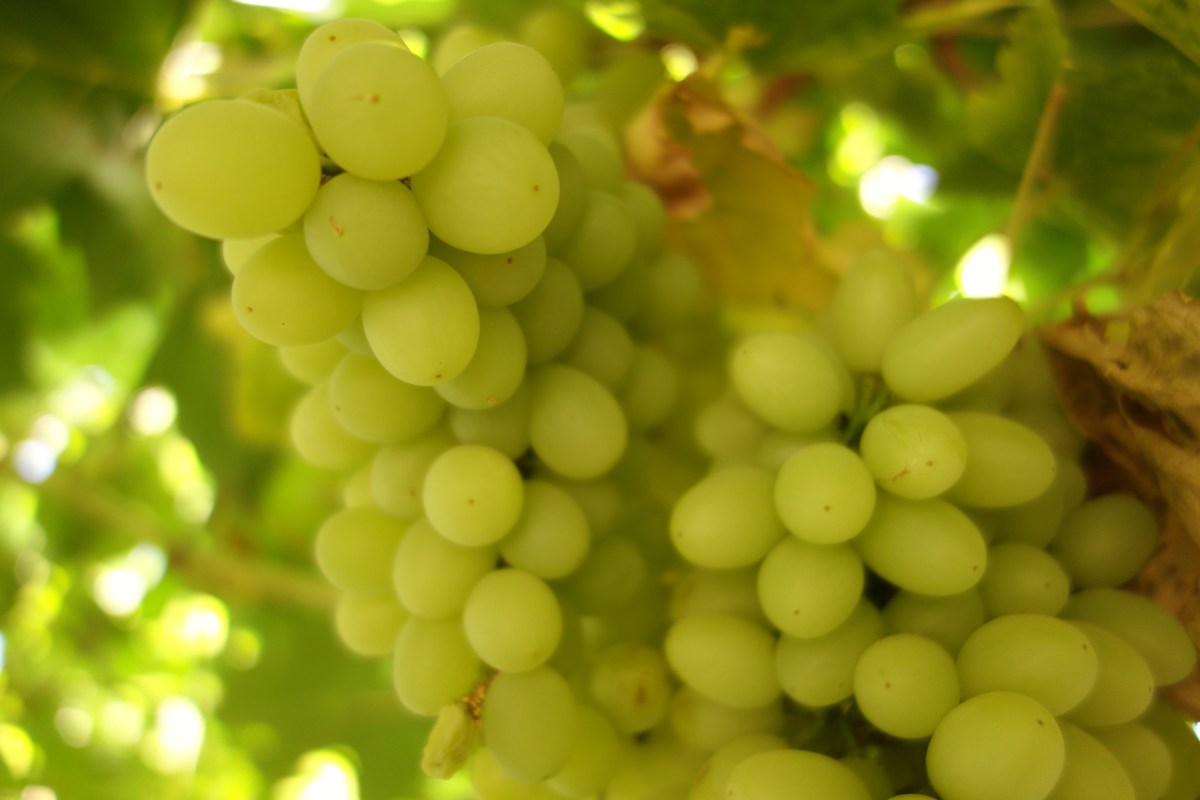 The Grapes Of Turpan | The Velvet Rocket