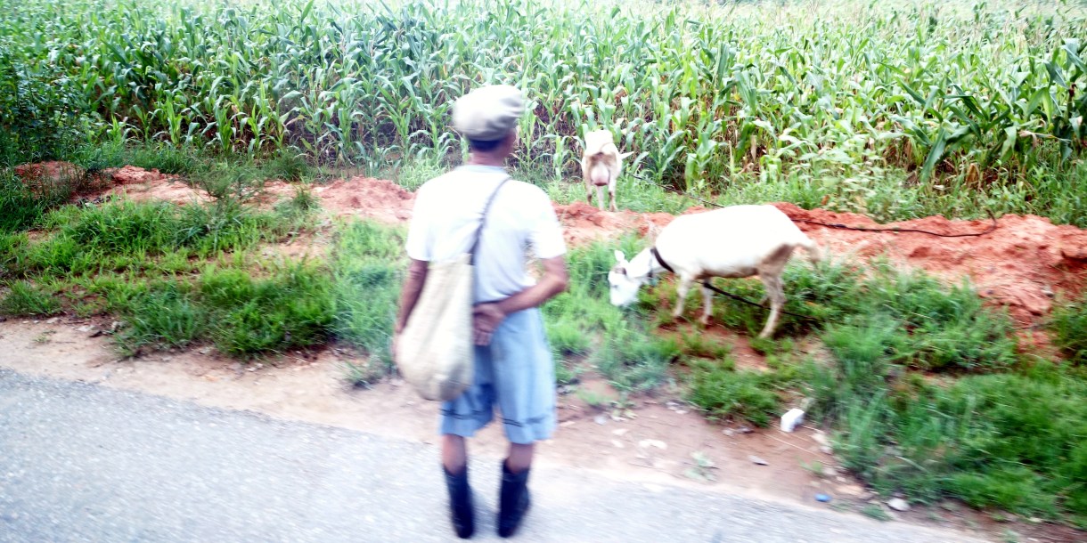 The Goats Of North Korea | The Velvet Rocket