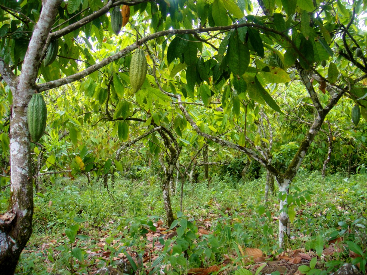 Where Your Chocolate Comes From: A Cocoa Plantation In The Dominican ...